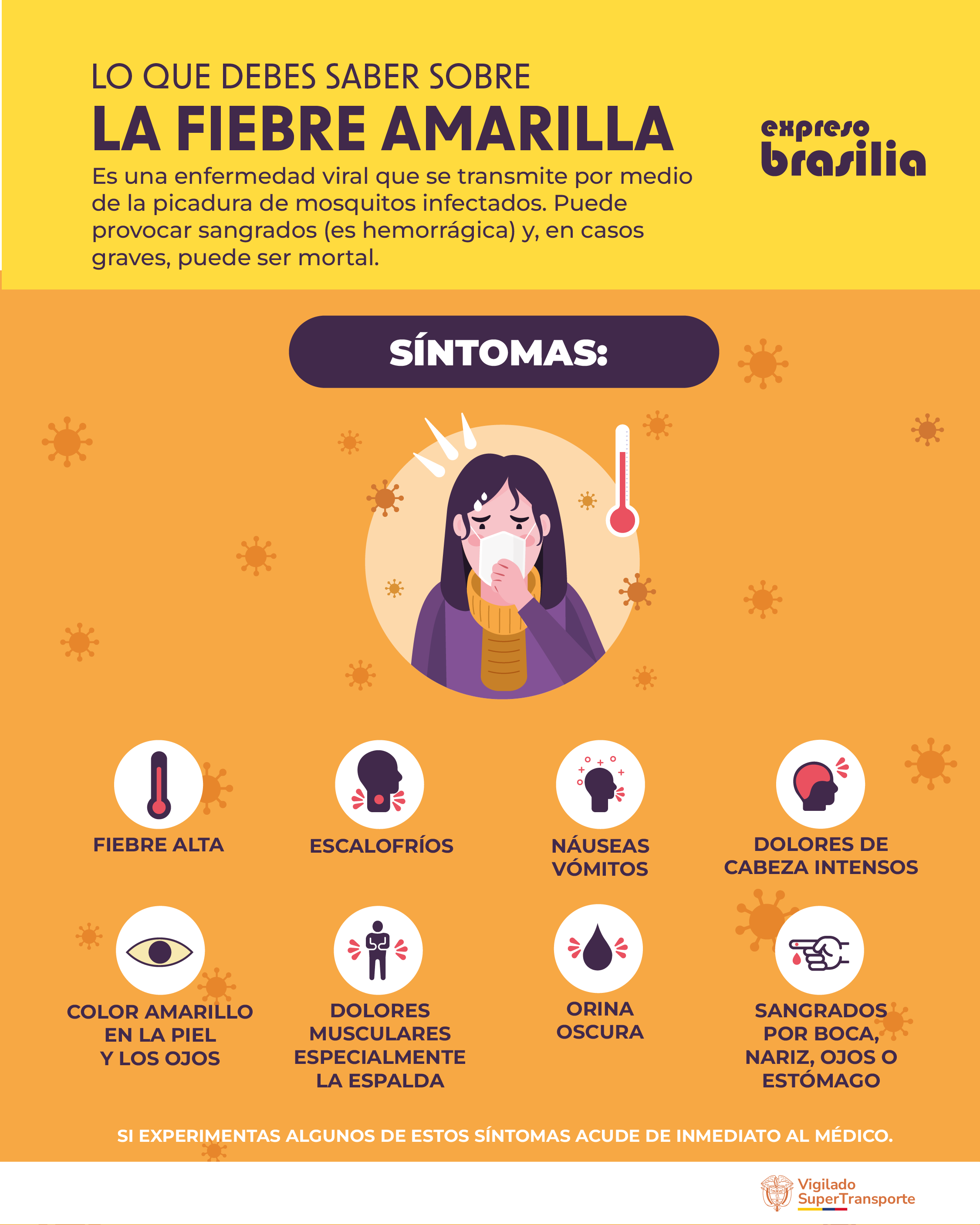 ¡Prótegete! Todo lo que debes saber sobre la Fiebre Amarilla - Expreso ...